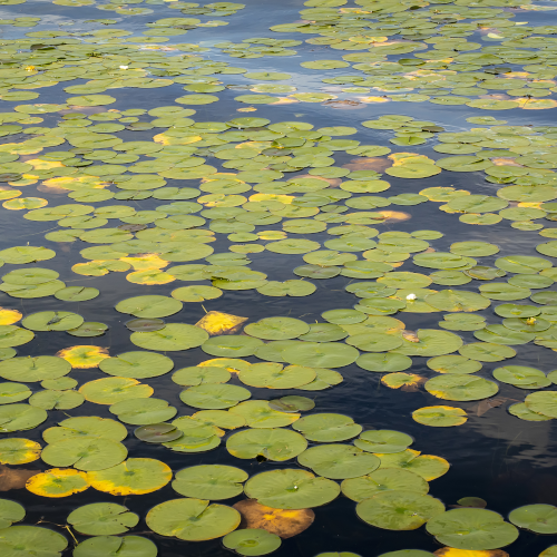 Lily Pads: Pretty Plant or Pond Problem?